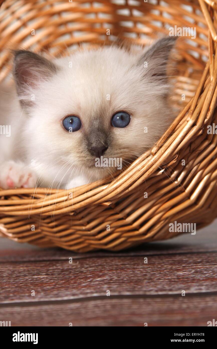 Sacred Birman kitten in basket Stock Photo - Alamy