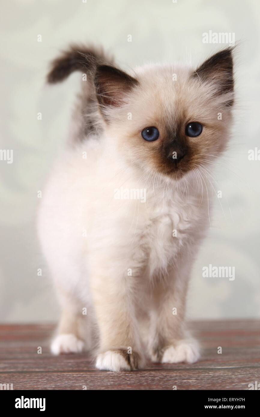 standing Sacred Birman kitten Stock Photo - Alamy
