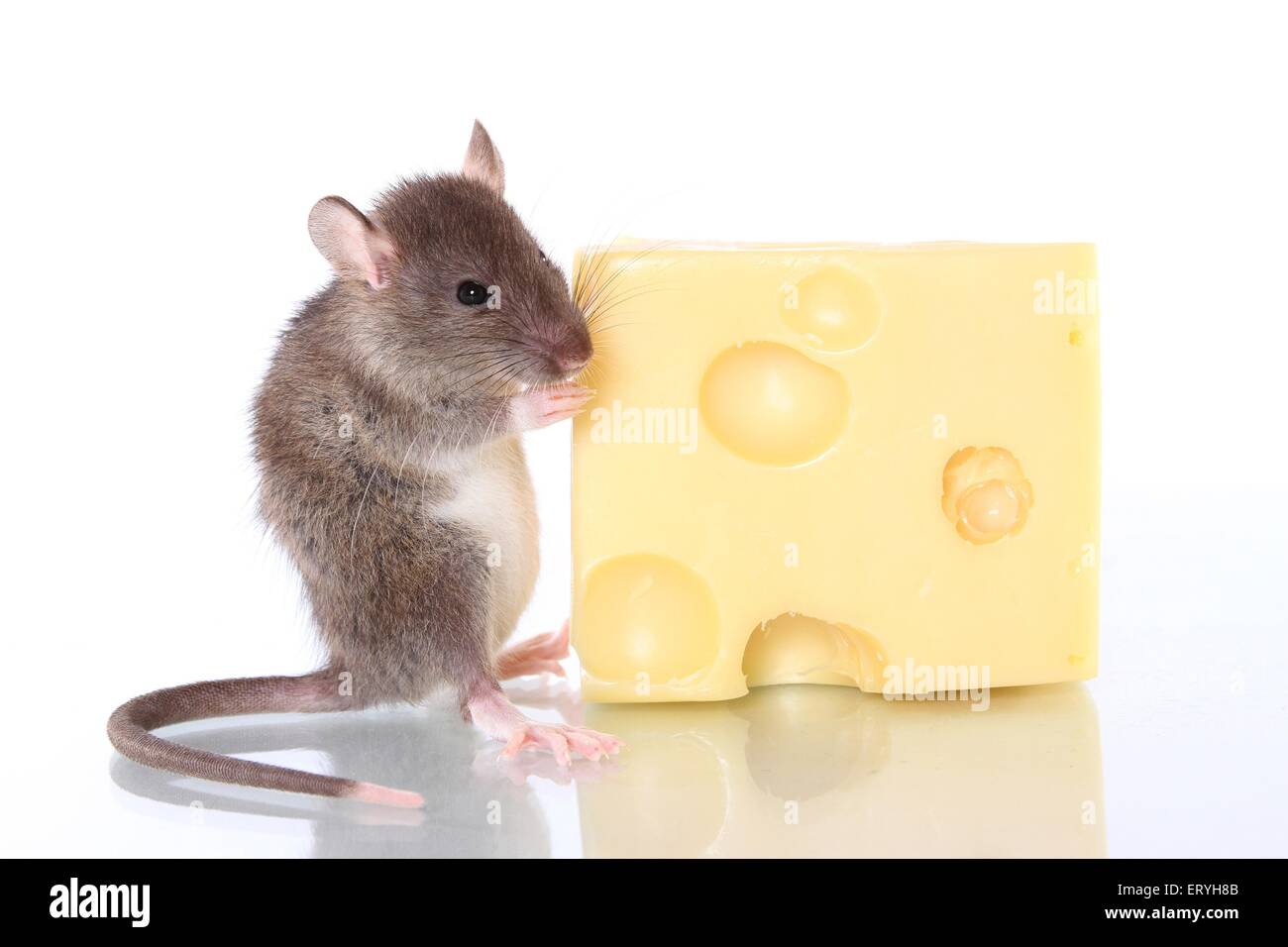 fancy rat with cheese Stock Photo - Alamy