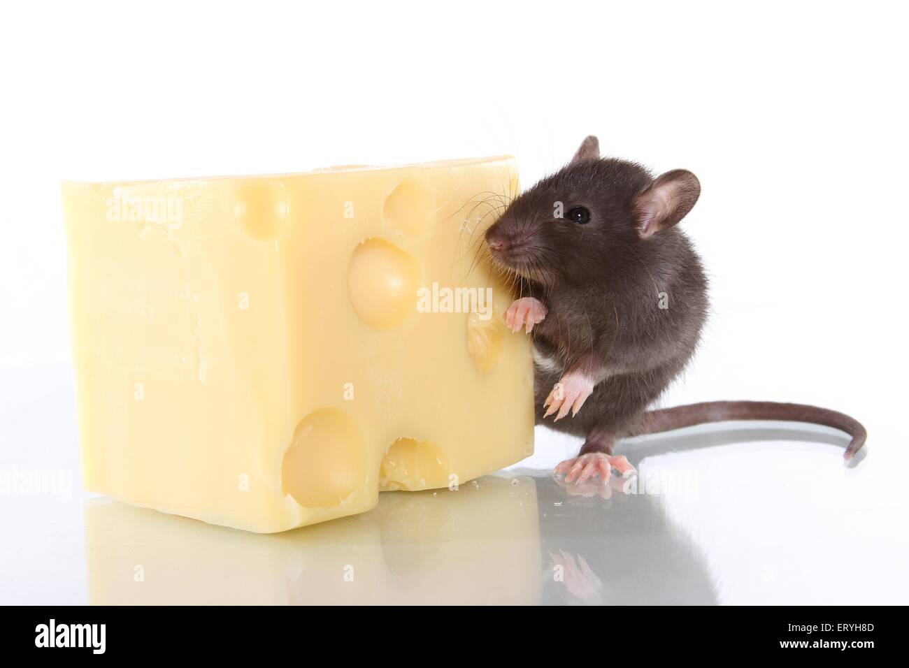fancy rat with cheese Stock Photo - Alamy