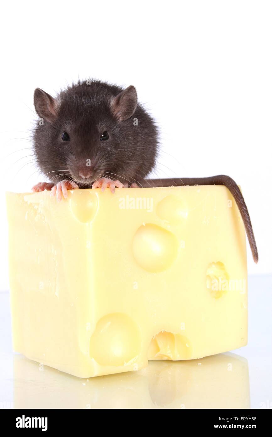 fancy rat with cheese Stock Photo - Alamy