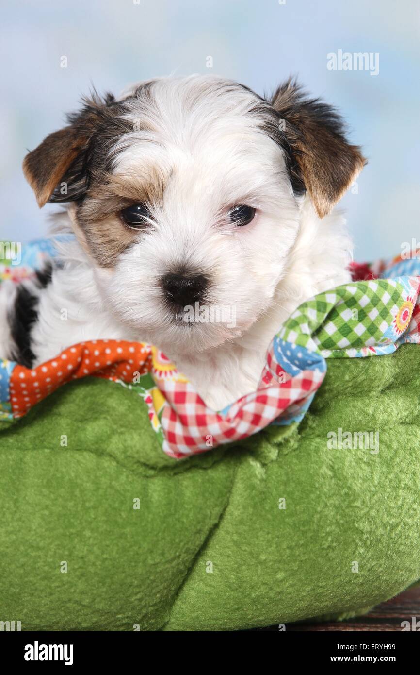 Biewer Terrier Puppy Portrait Stock Photo - Alamy