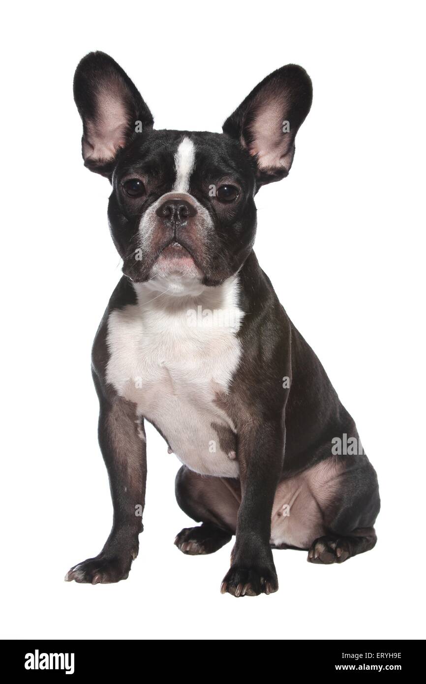 sitting French Bulldog Stock Photo - Alamy