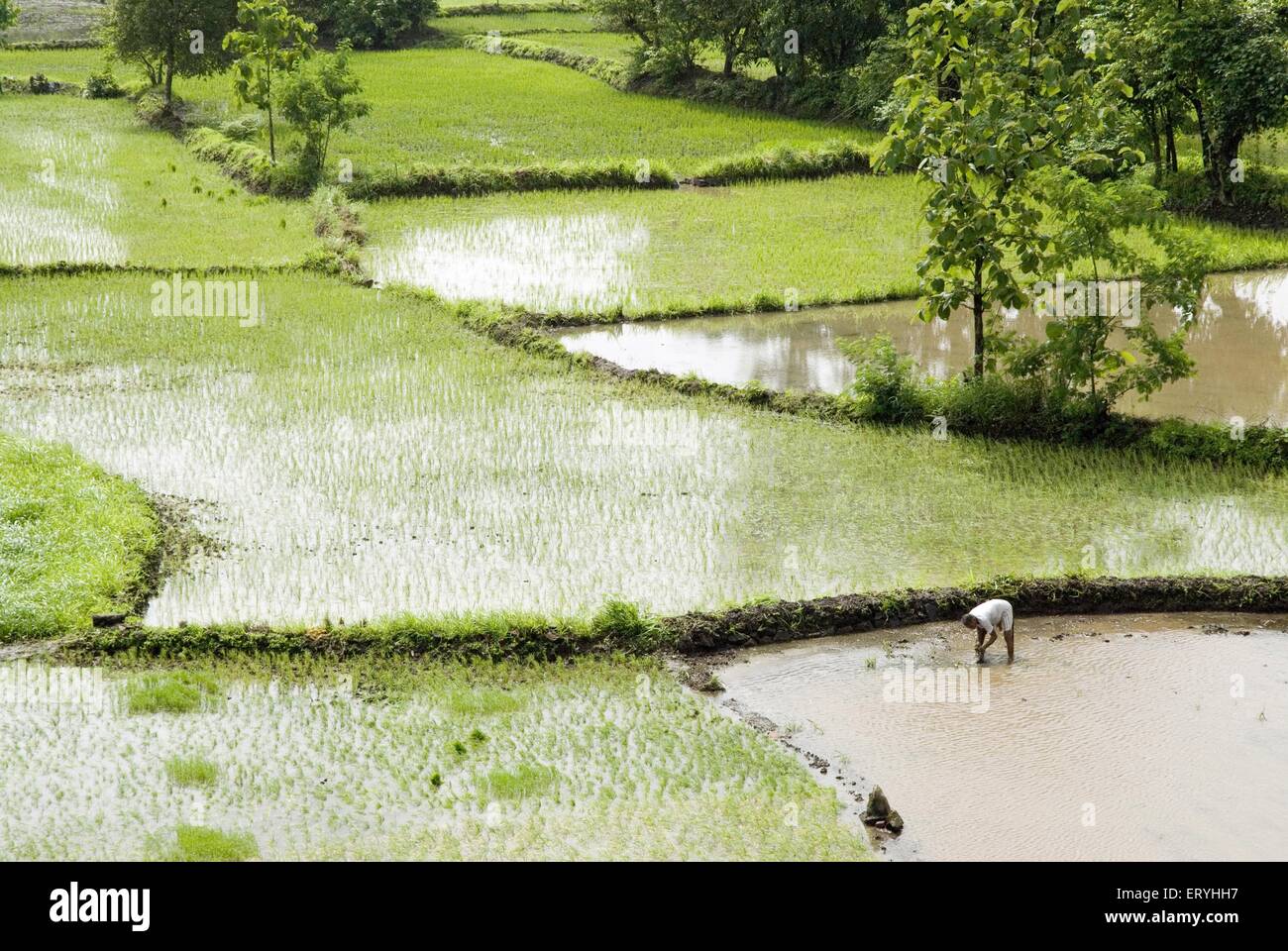 Monsoon india farm hi-res stock photography and images - Alamy