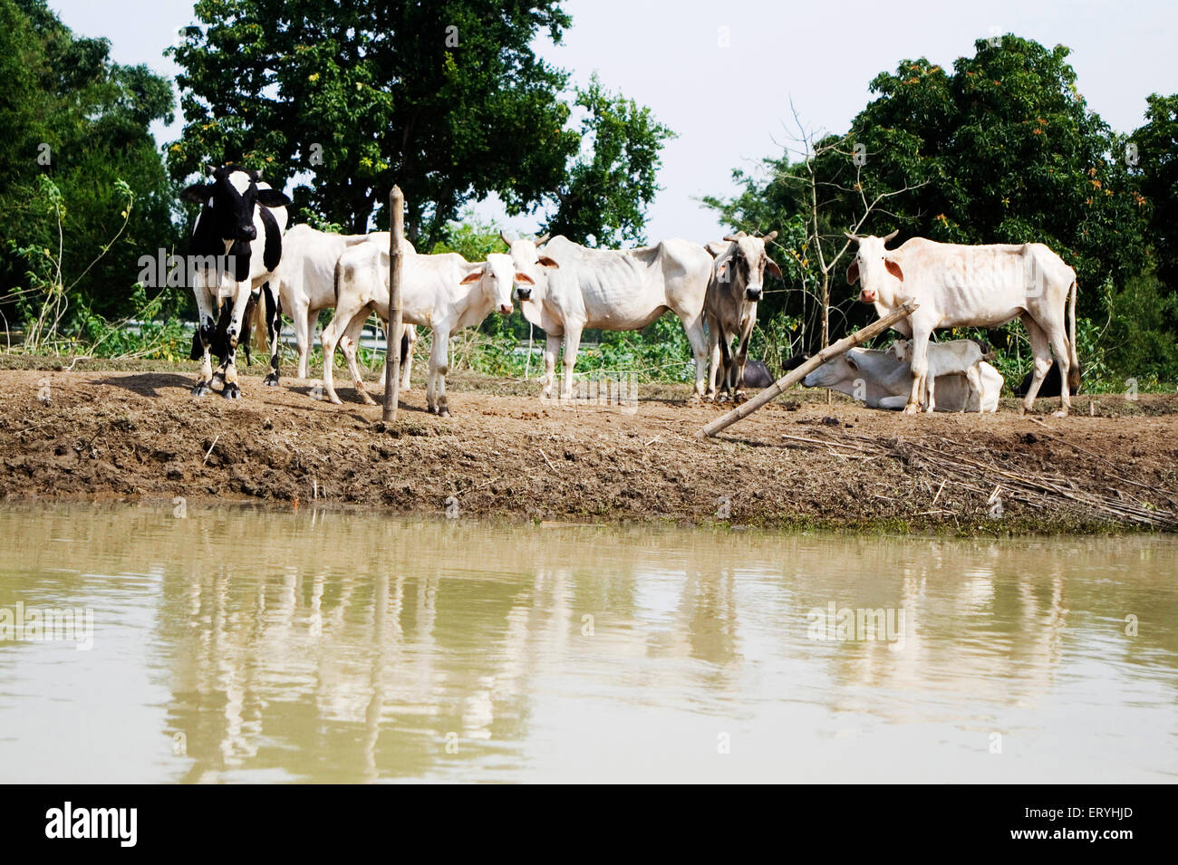 Cows marooned , Kosi river flood , Koshi , Purnea , Purnia district ...