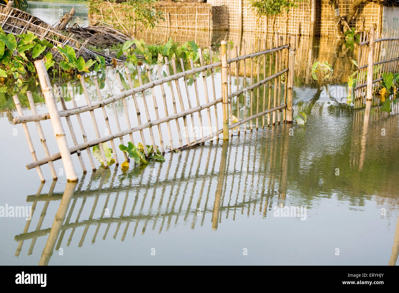 Kosi river flood , Koshi , Purnea , Purnia district , Bihar , India ...