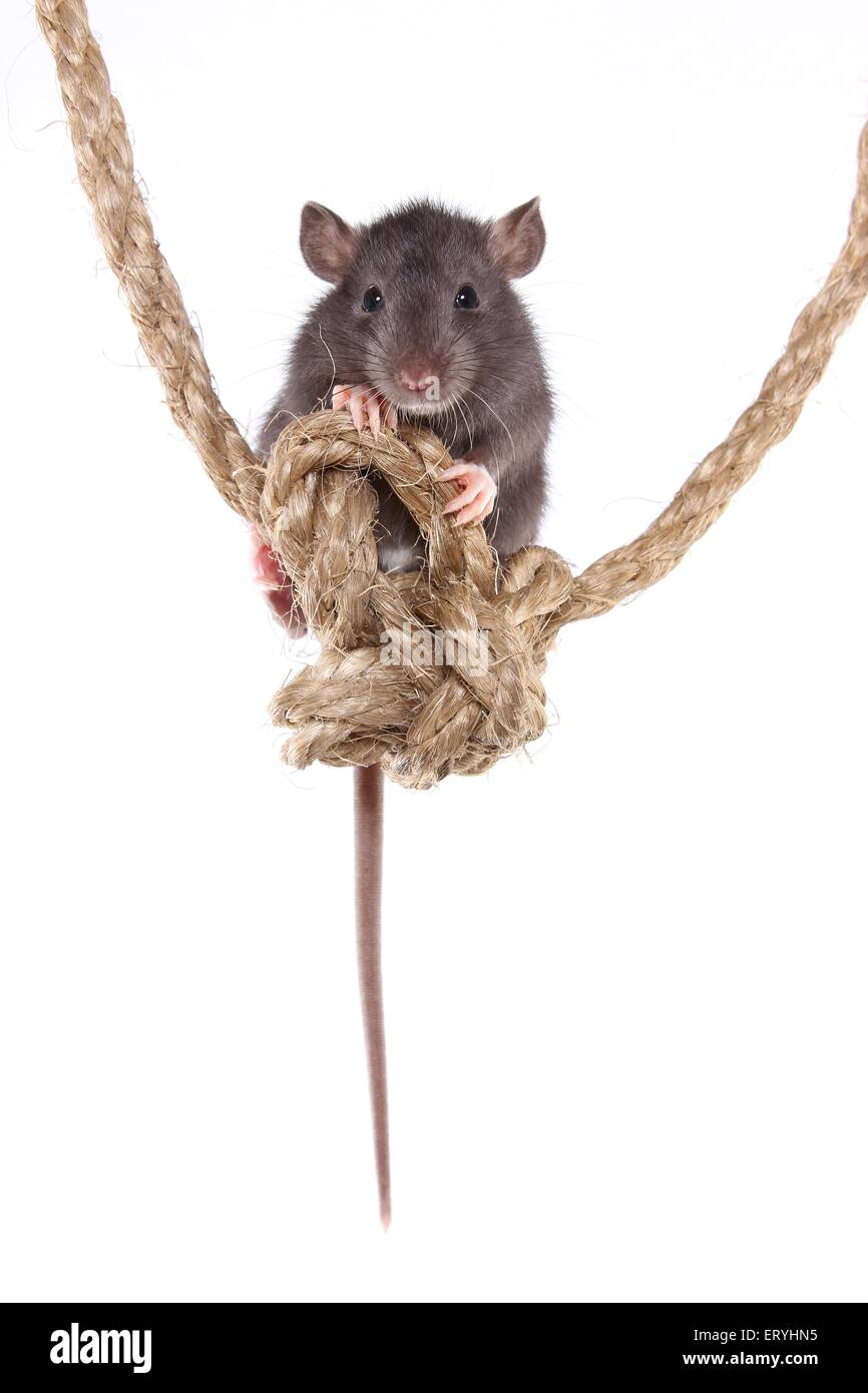 Climbing rope cutout hi-res stock photography and images - Alamy