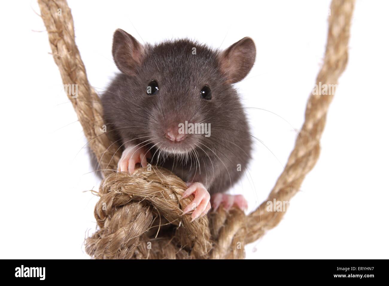 climbing fancy rat Stock Photo - Alamy