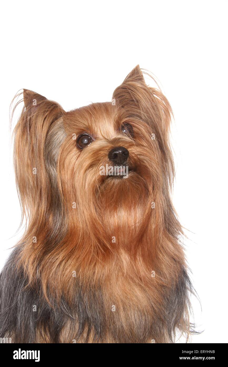 Domestic dog yorkshire terrier adult hi-res stock photography and ...