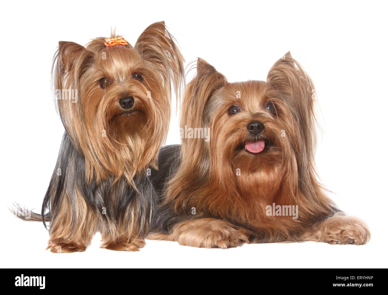 2 Yorkshire Terrier Stock Photo - Alamy
