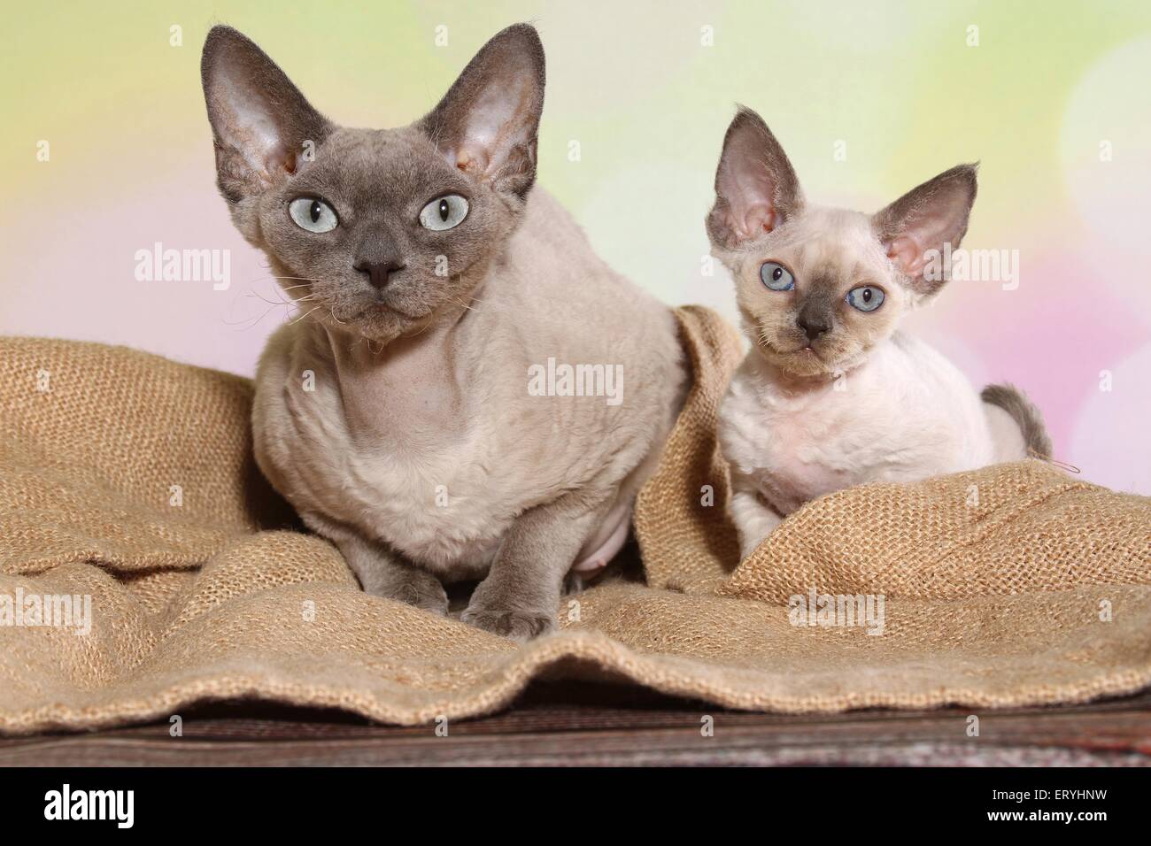 female Devon Rex with kitten Stock Photo - Alamy