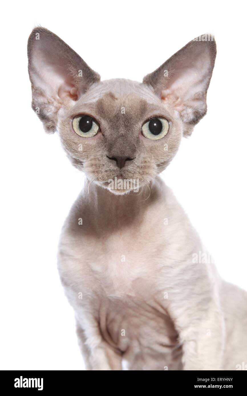 Devon Rex Portrait Stock Photo - Alamy