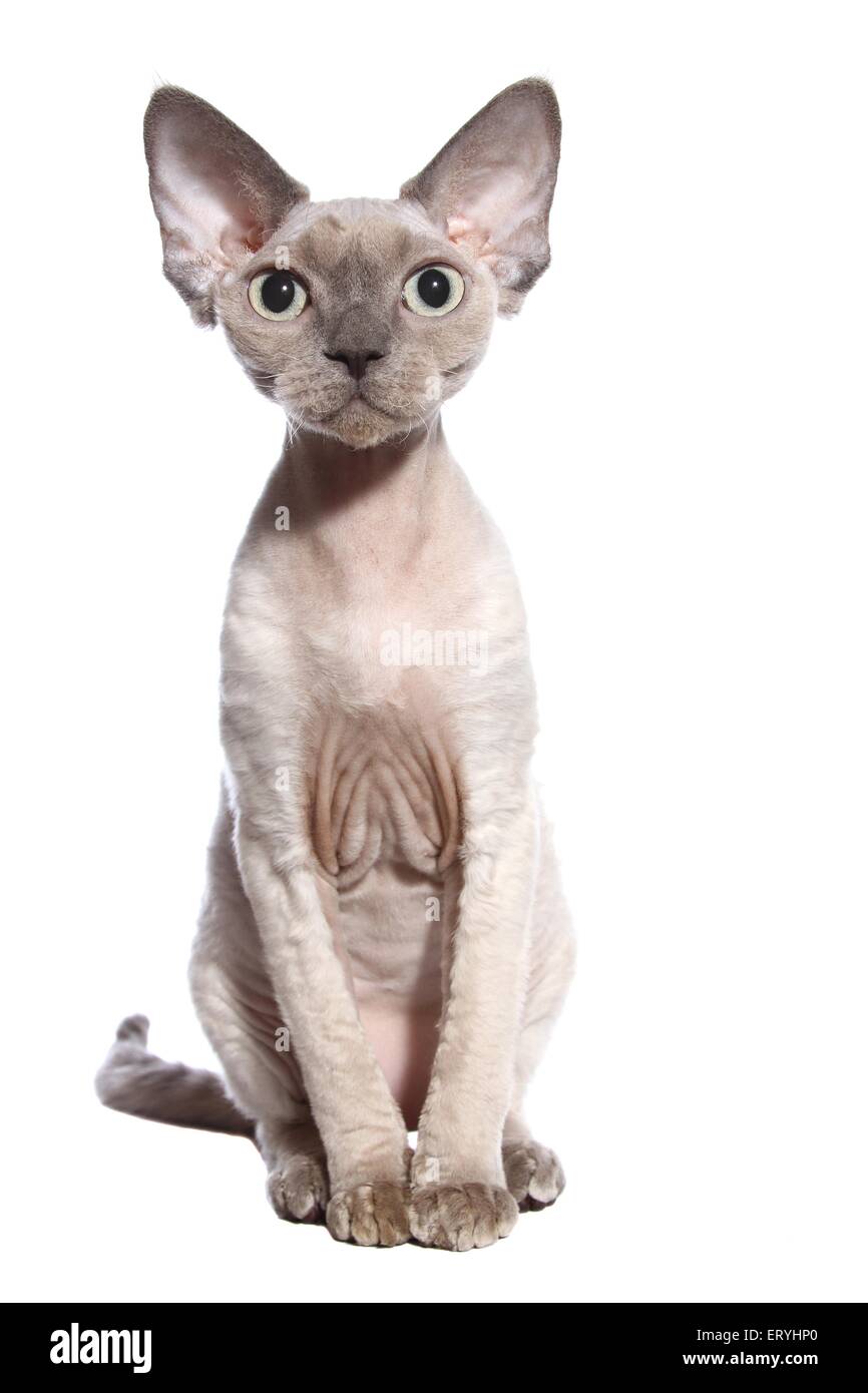 sitting Devon Rex Stock Photo - Alamy