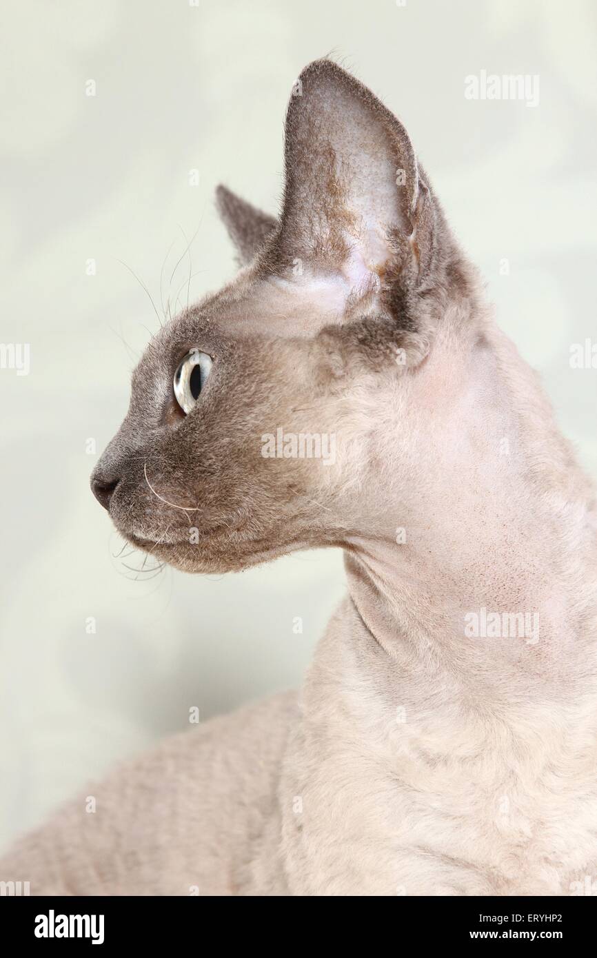 Devon rex cats hi-res stock photography and images - Alamy