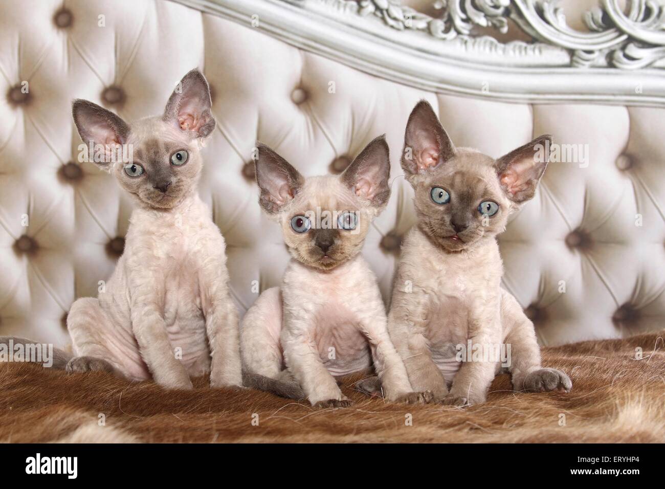 3 sitting Devon Rex kitten Stock Photo - Alamy