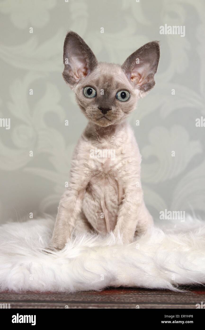 sitting Devon Rex kitten Stock Photo - Alamy