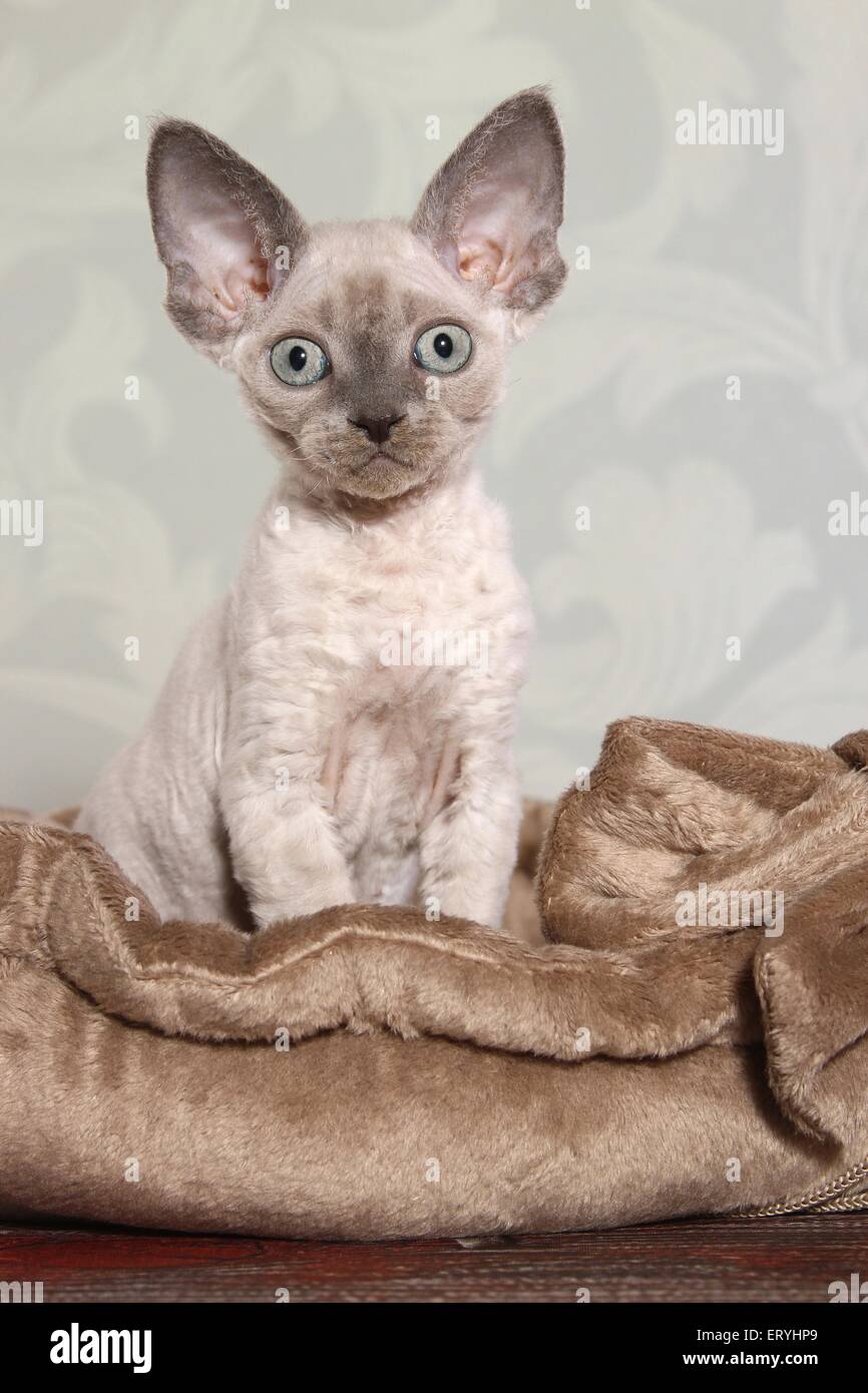 sitting Devon Rex kitten Stock Photo - Alamy