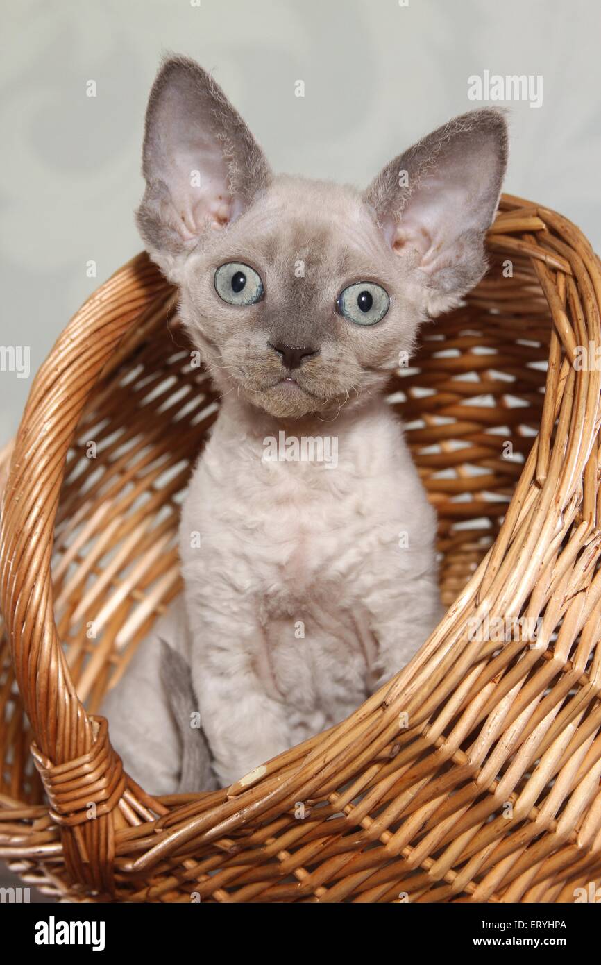 sitting Devon Rex kitten Stock Photo - Alamy