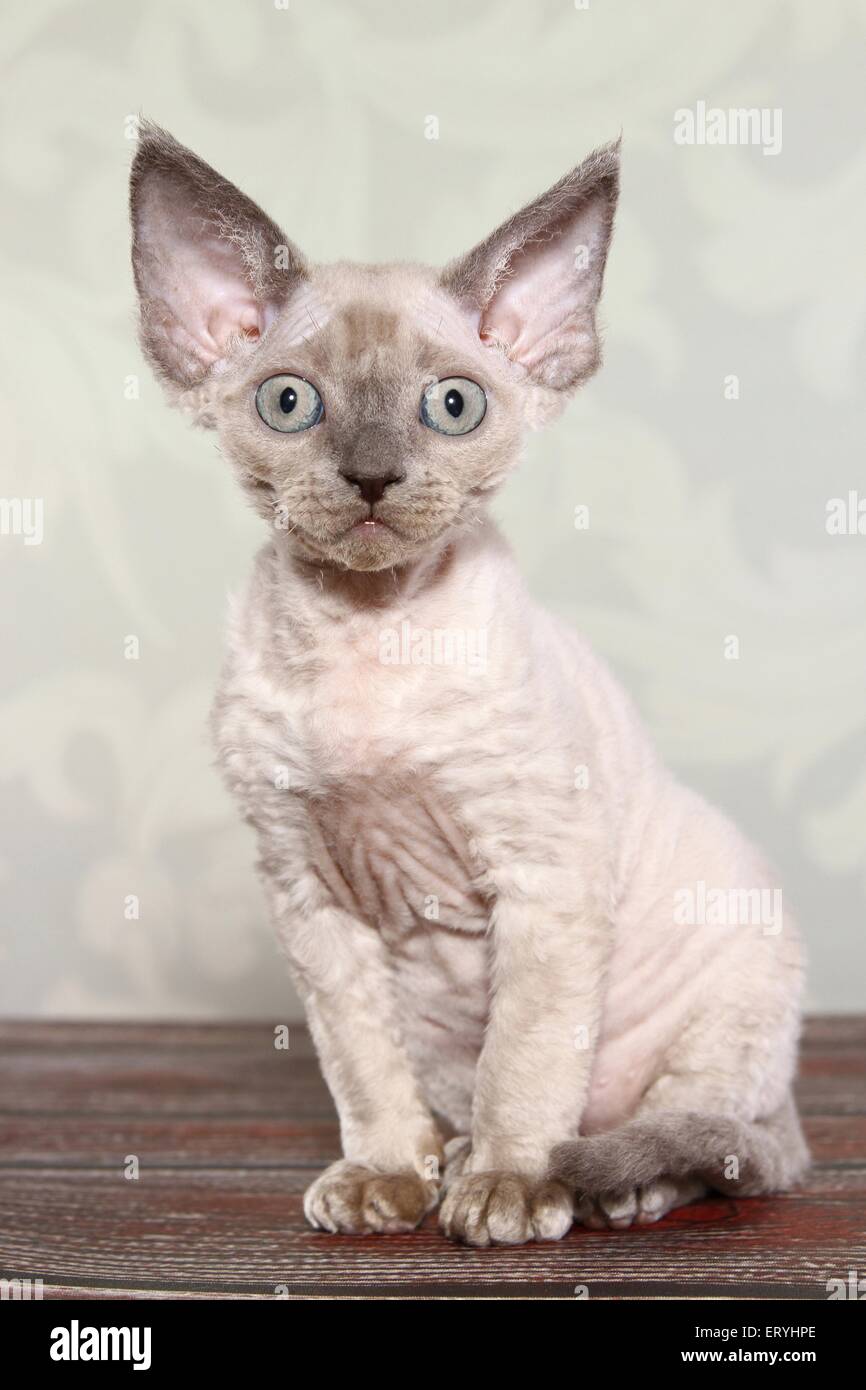 sitting Devon Rex kitten Stock Photo - Alamy