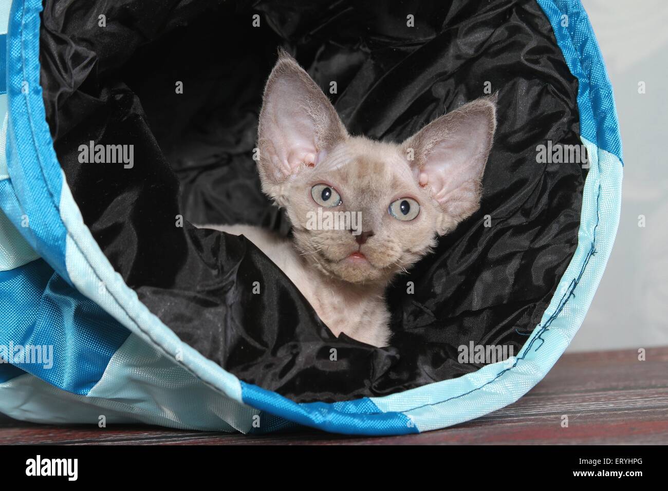 Devon Rex kitten Portrait Stock Photo - Alamy