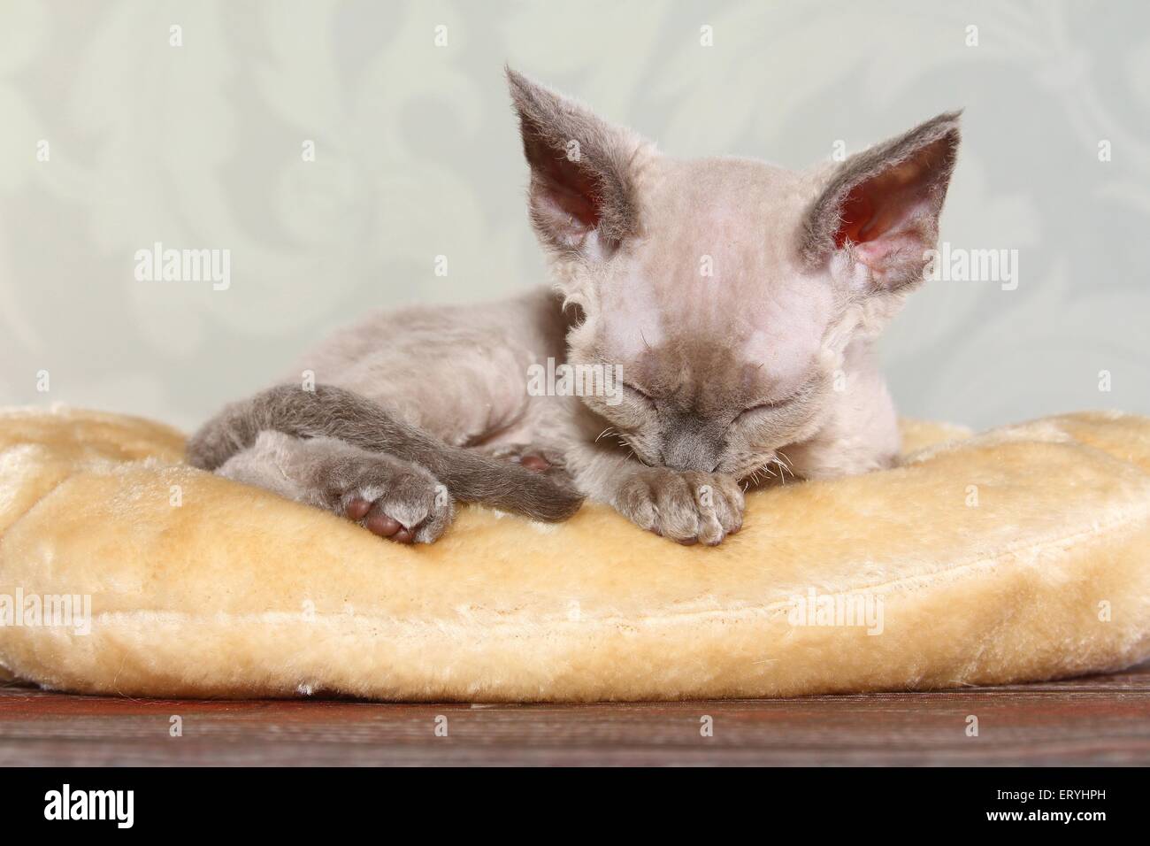 sleeping Devon Rex kitten Stock Photo - Alamy