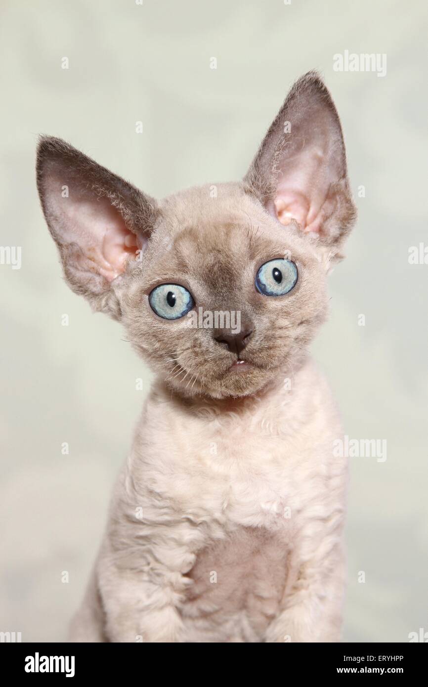 Devon Rex kitten Portrait Stock Photo - Alamy