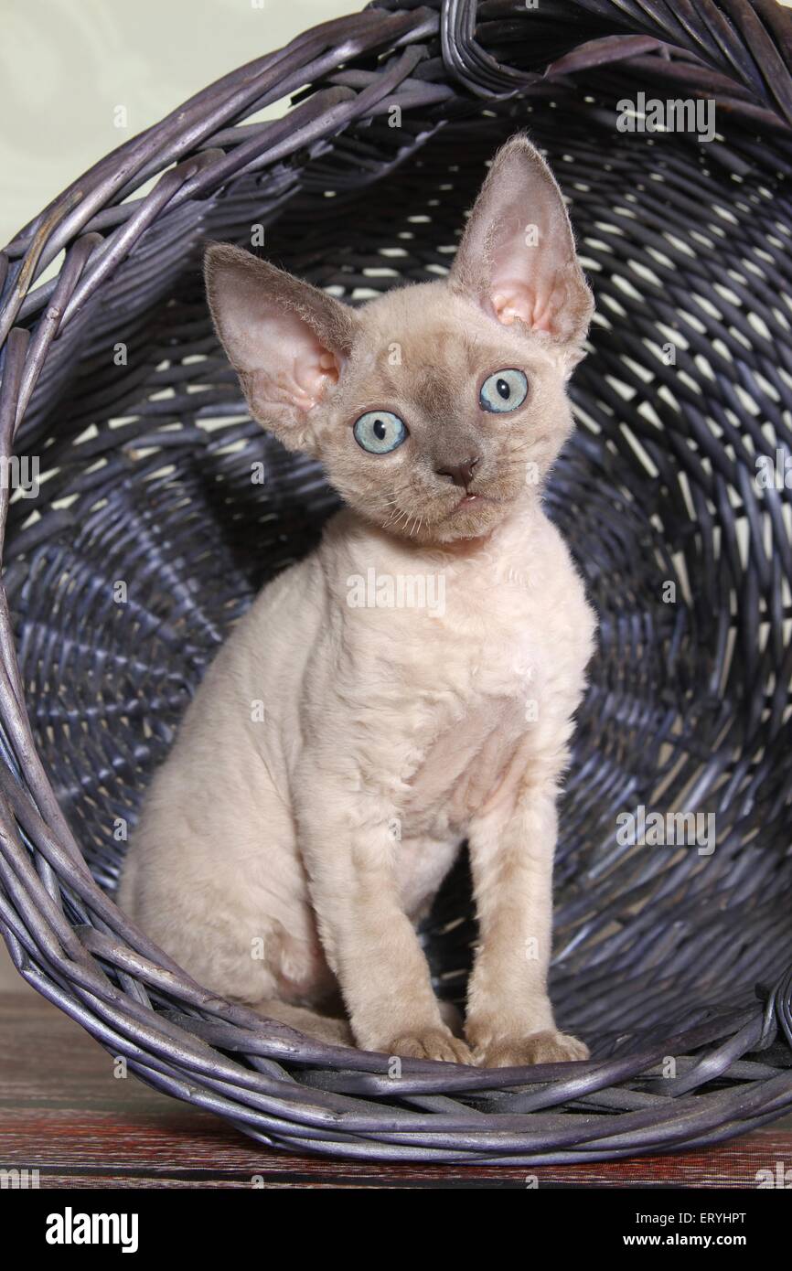 sitting Devon Rex kitten Stock Photo - Alamy