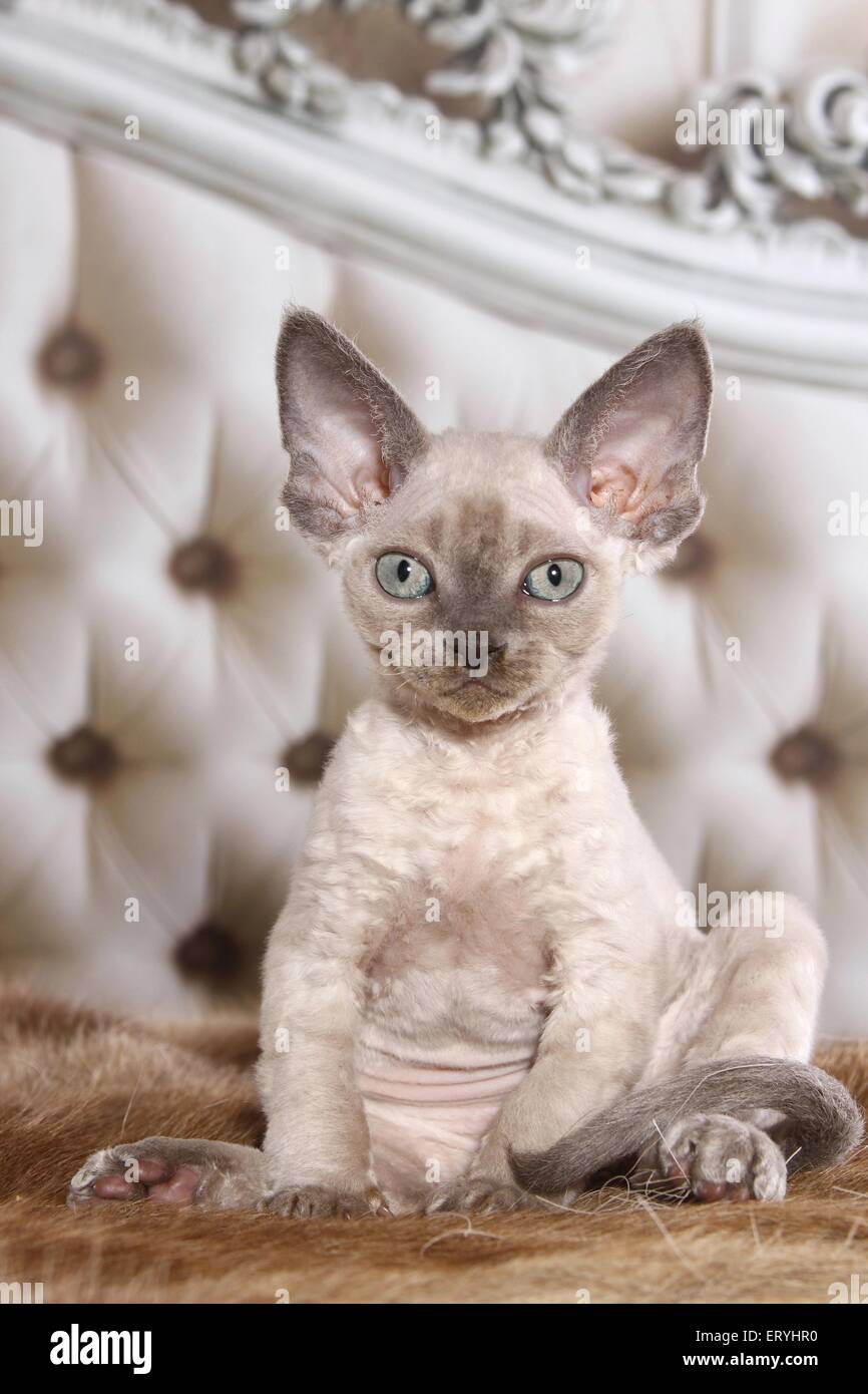 sitting Devon Rex kitten Stock Photo - Alamy