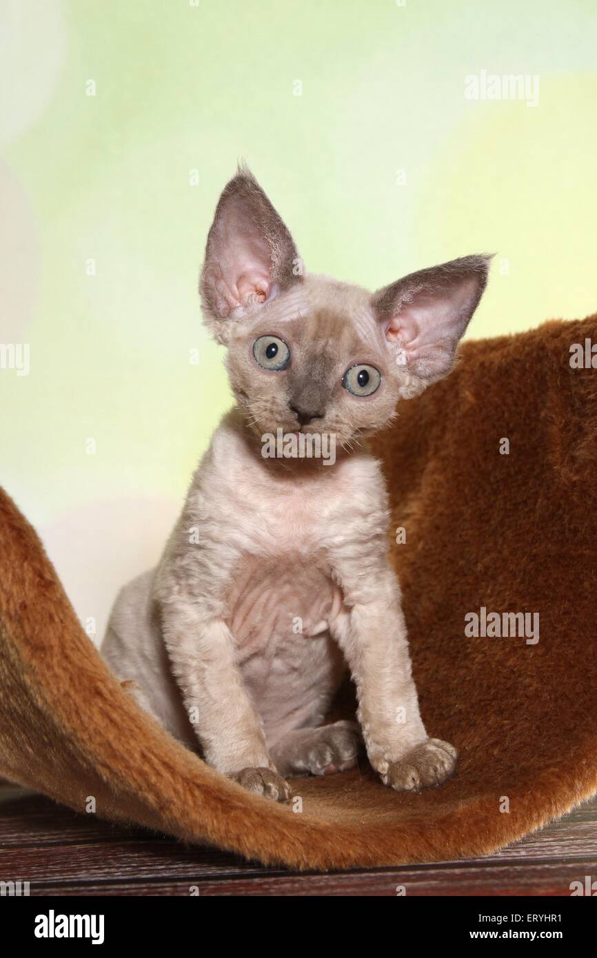 sitting Devon Rex kitten Stock Photo - Alamy