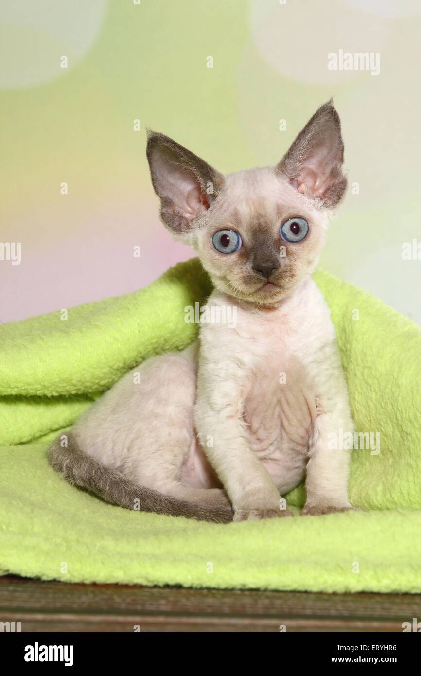 sitting Devon Rex kitten Stock Photo - Alamy