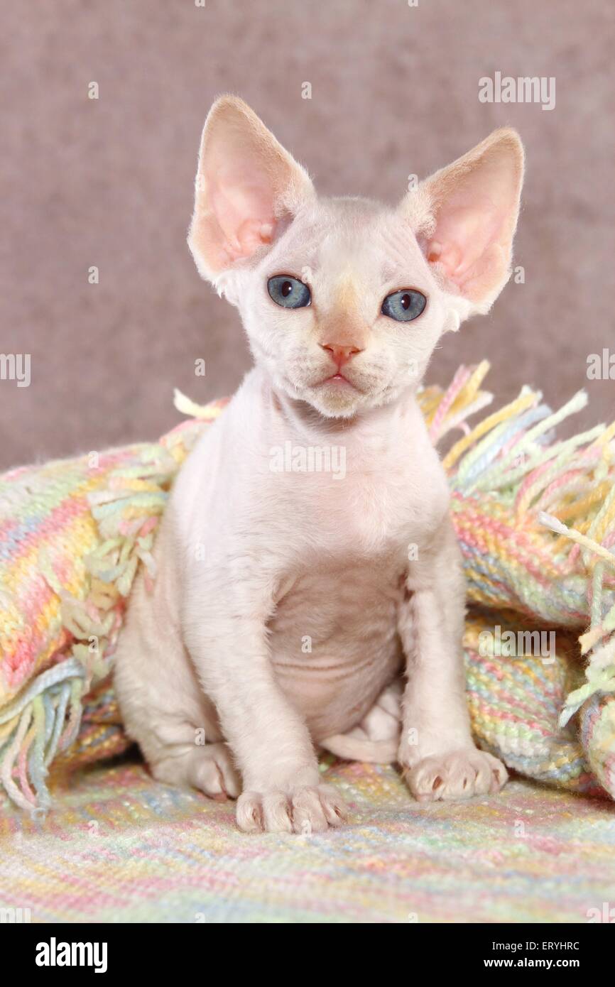 sitting Devon Rex kitten Stock Photo - Alamy