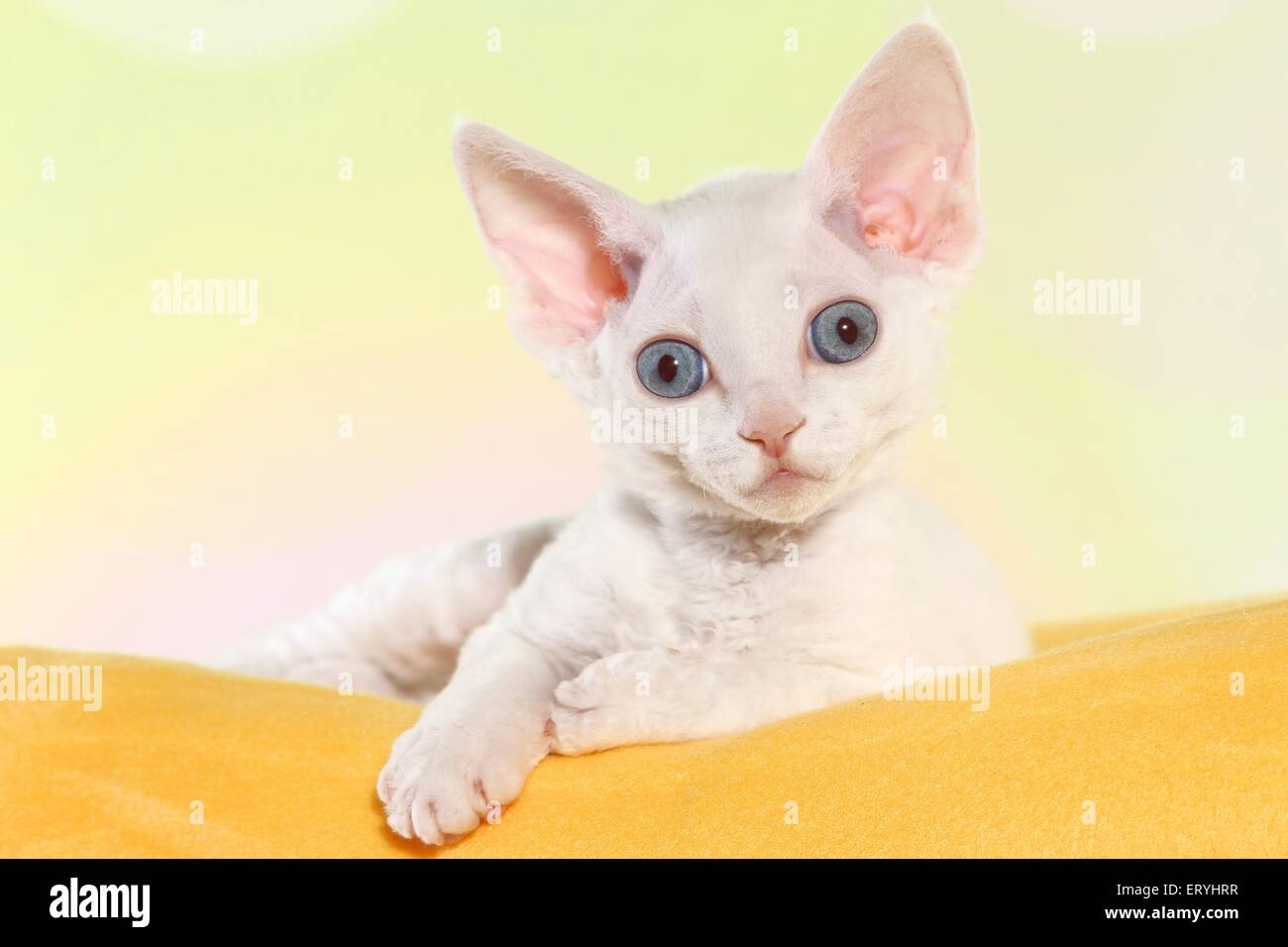 Young white devon rex hi-res stock photography and images - Alamy