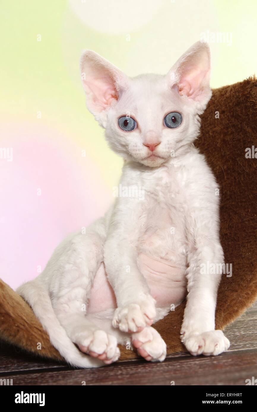 Young white devon rex hi-res stock photography and images - Alamy