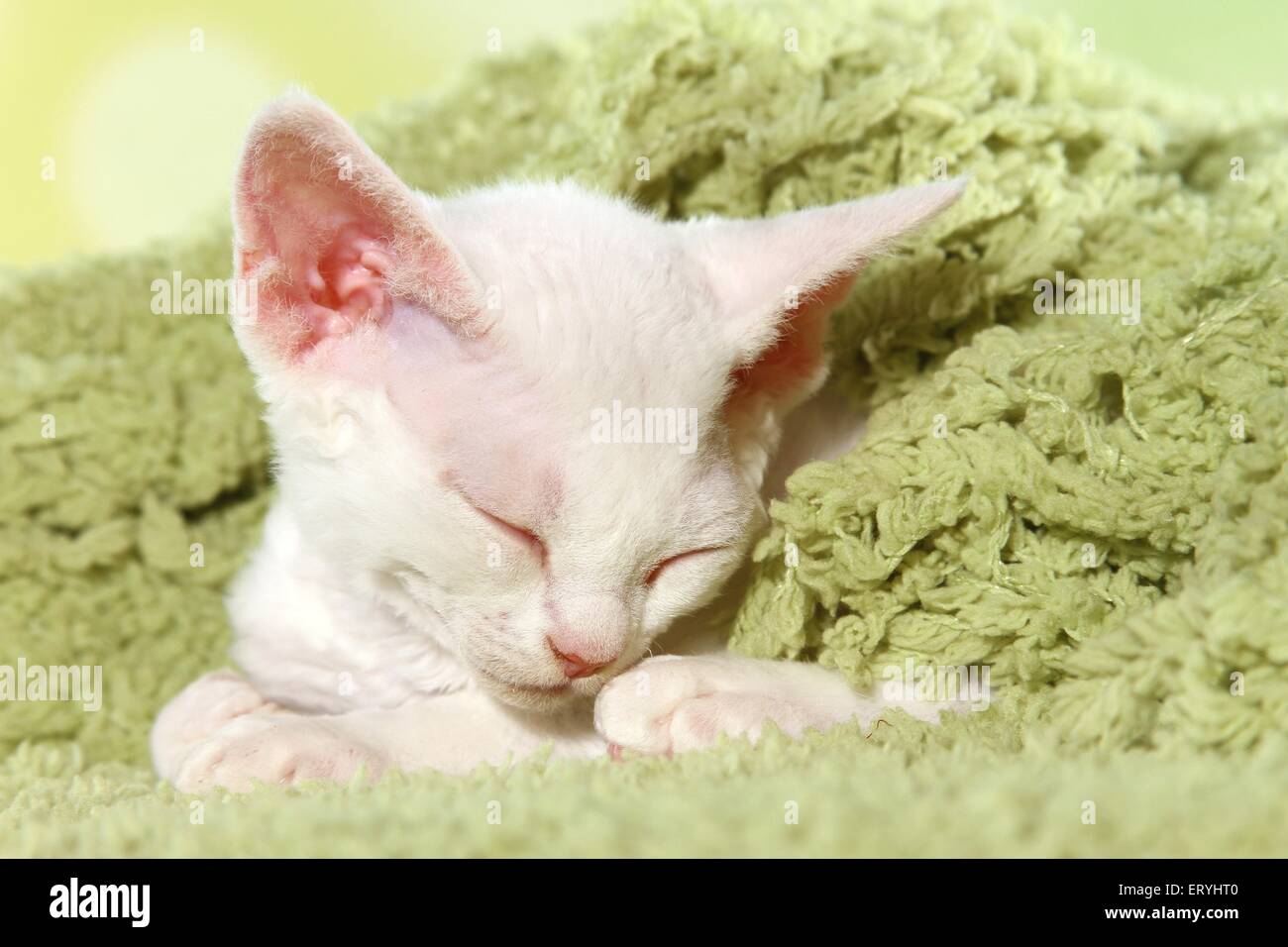 sleeping Devon Rex kitten Stock Photo - Alamy