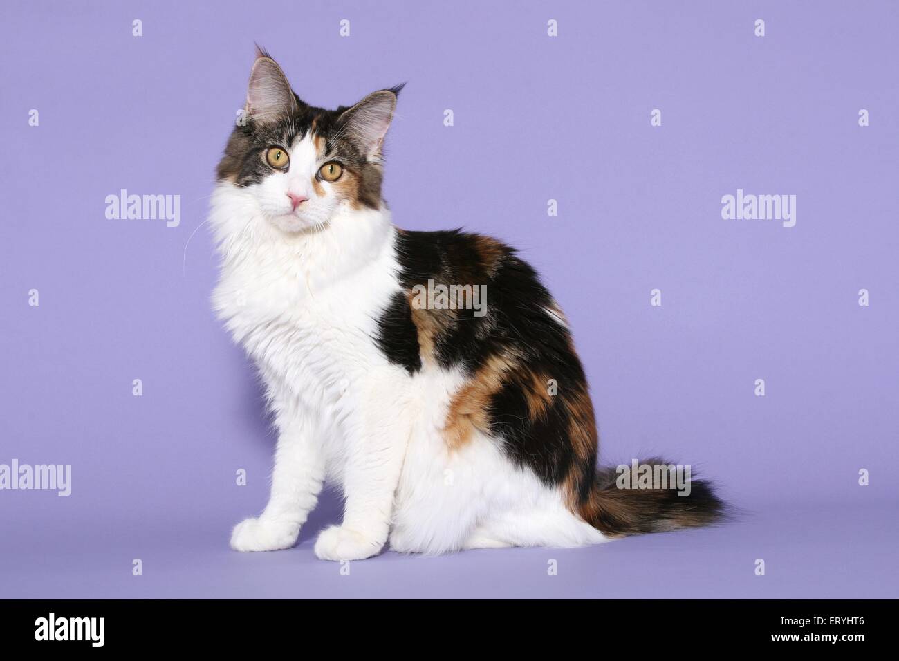 sitting Maine Coon Stock Photo - Alamy