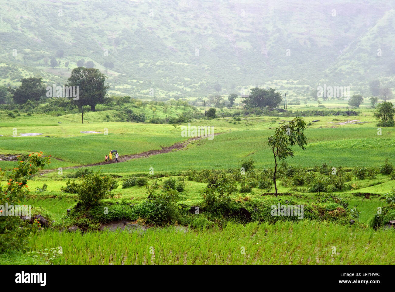 Monsoon India Farm High Resolution Stock Photography and Images - Alamy