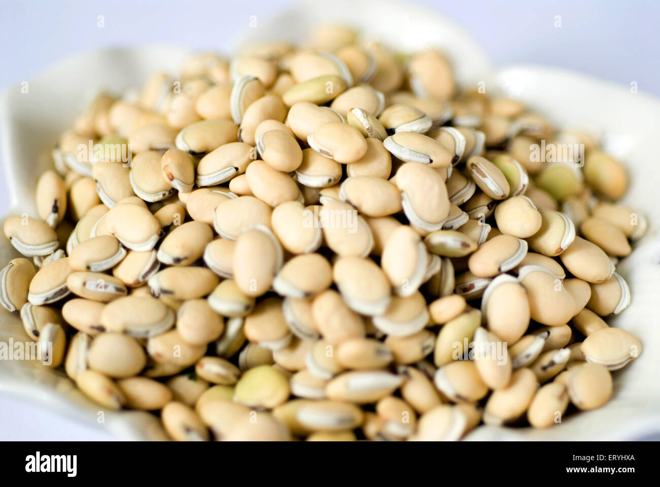 Grains ; val papadi white hyacinth beans semen lablab dolichos lablab ...