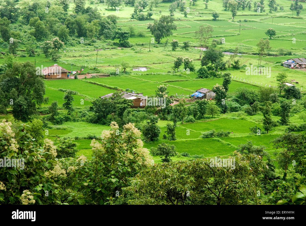 Rice fields hi-res stock photography and images - Alamy