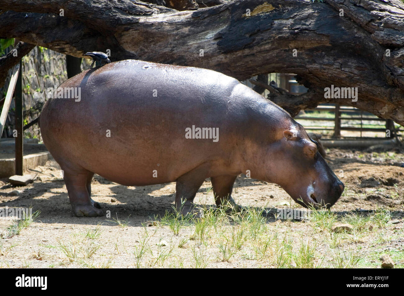 Hippo tail hippopotamus hi-res stock photography and images - Alamy