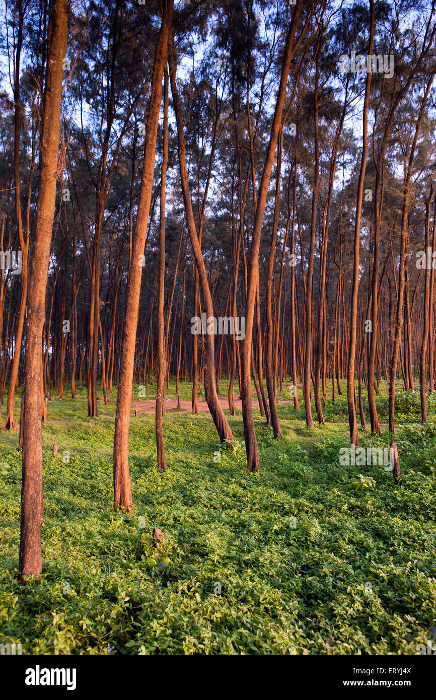 Casuarina tree hi-res stock photography and images - Alamy
