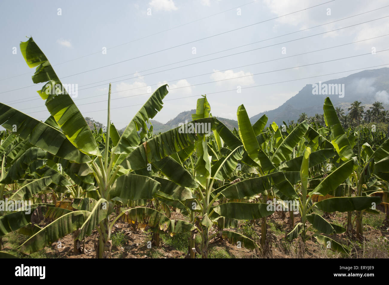 Banana trees india hi-res stock photography and images - Alamy