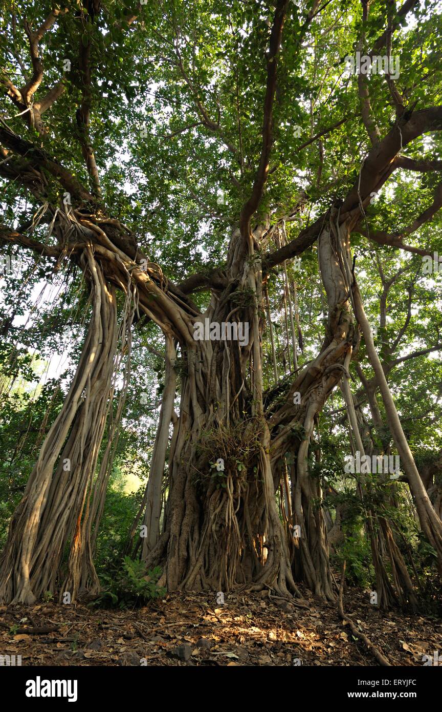 Ficus Bengalensis Stock Photos & Ficus Bengalensis Stock Images - Alamy