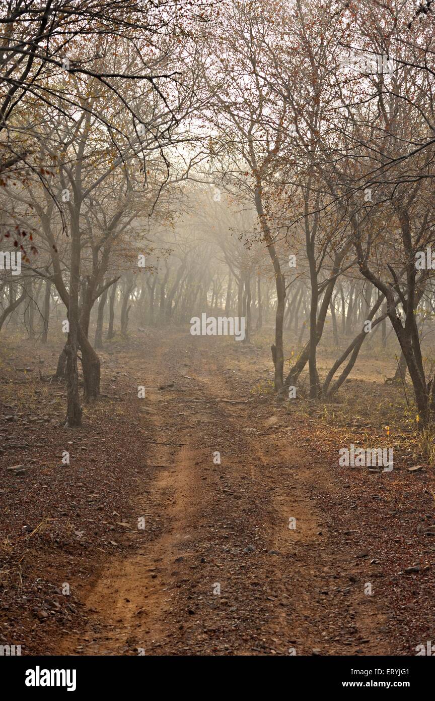 The national park forest hi-res stock photography and images - Alamy