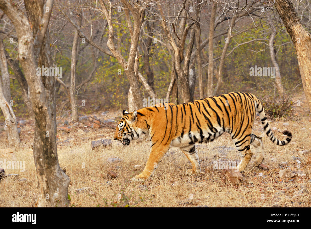 Tiger moving hi-res stock photography and images - Alamy