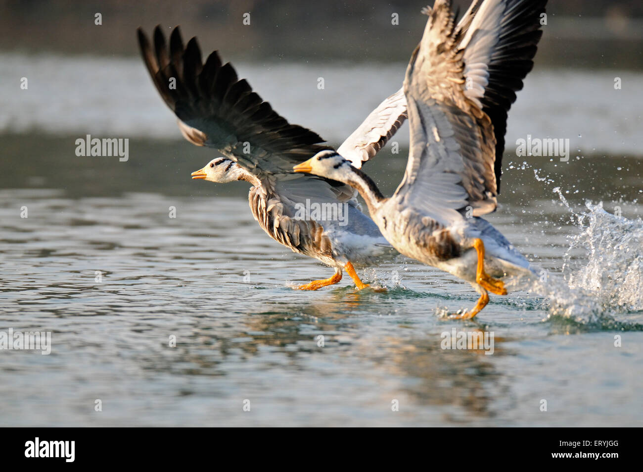 Bar headed goose , anser indicus , flying over river , Chambal ...