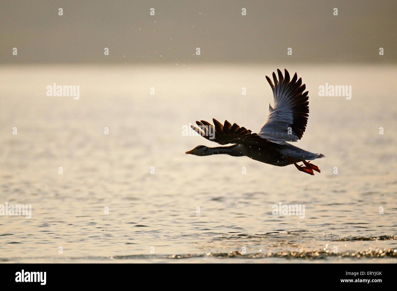 Indian goose hi-res stock photography and images - Alamy