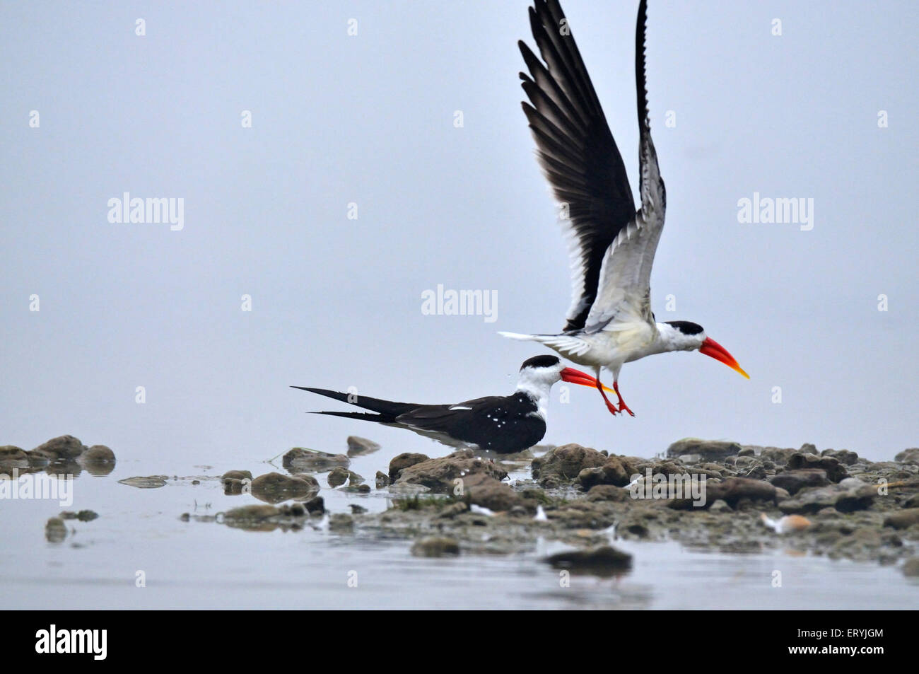 Indian skimmer , Indian scissors bill , rynchops albicollis , flying ...