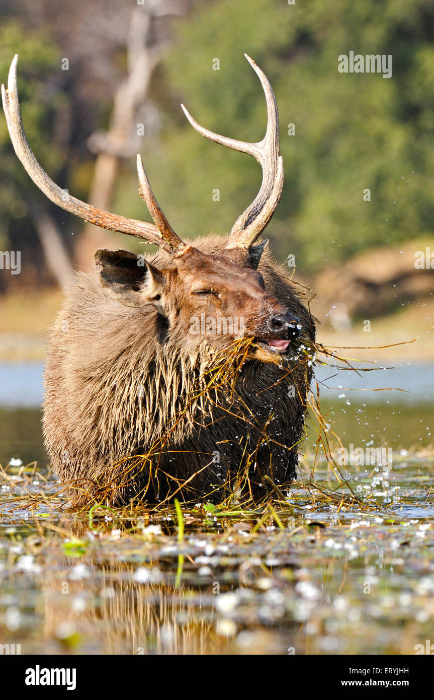 Sambar deer stag hi-res stock photography and images - Alamy