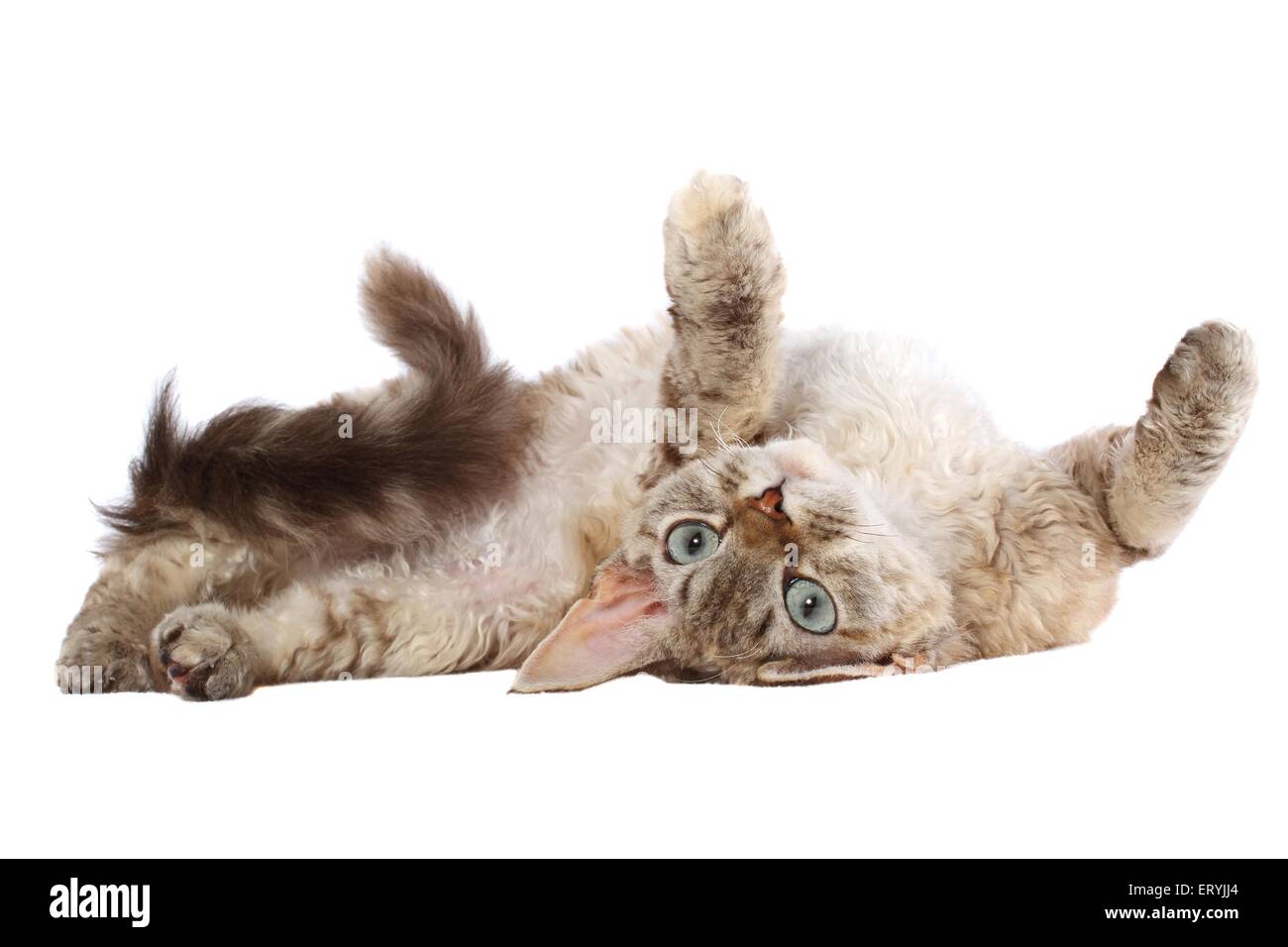 rolling Devon Rex Stock Photo - Alamy