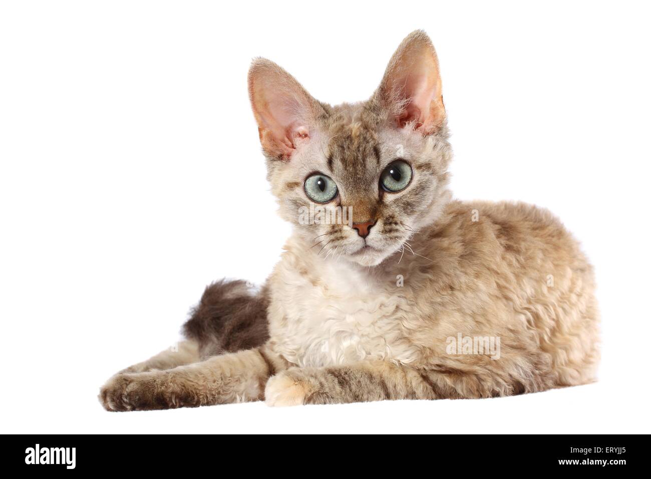 lying Devon Rex Stock Photo - Alamy